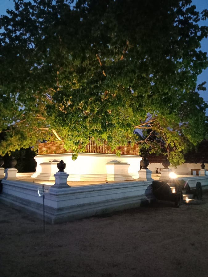 Bodhi Tree.Bo Tree.Buddies Temple Stock Photo - Image of buty ...