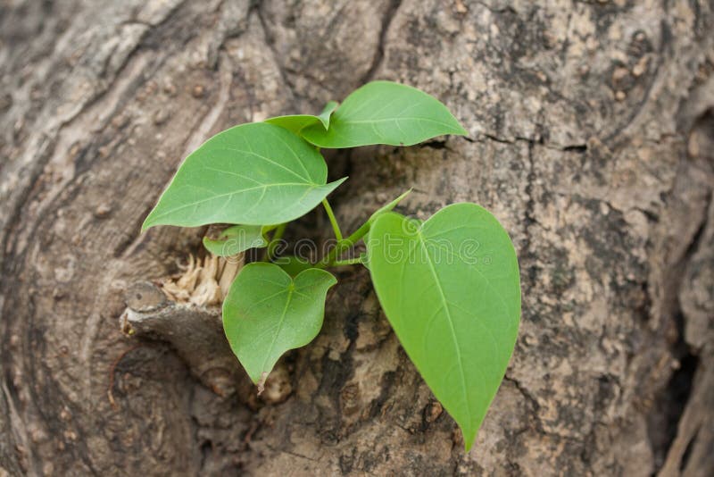 Bodhi Tree or Bo Grow in Stump Stock Image - Image of plant, people ...
