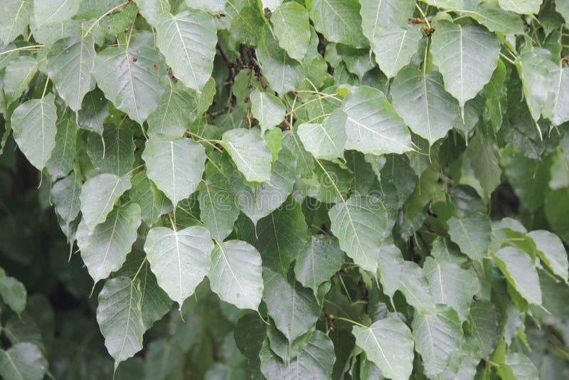 Bodhi Tree stock image. Image of nature, religion, natural - 100702125