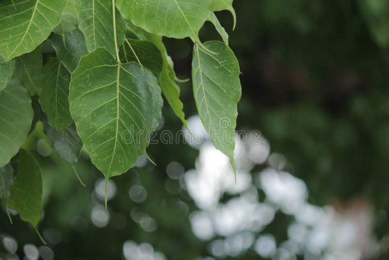 Bodhi Tree stock photo. Image of ficus, large, growth - 117797390
