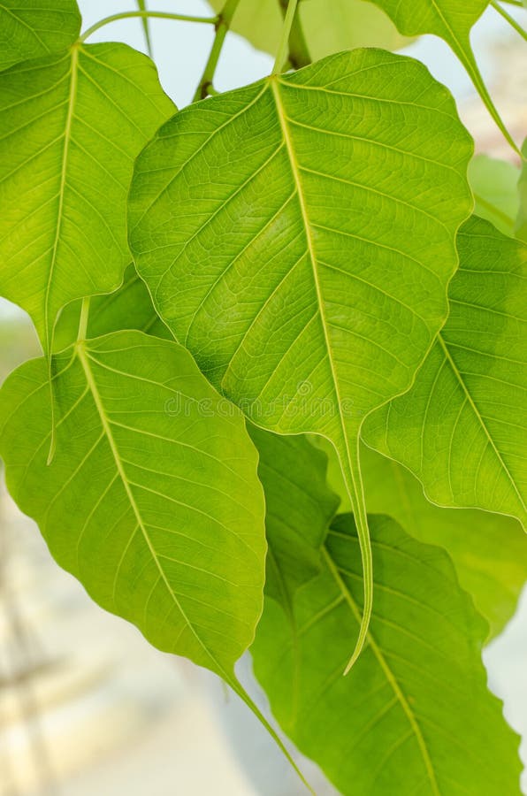 The Bodhi Tree stock image. Image of 05027513, nestle - 41295409