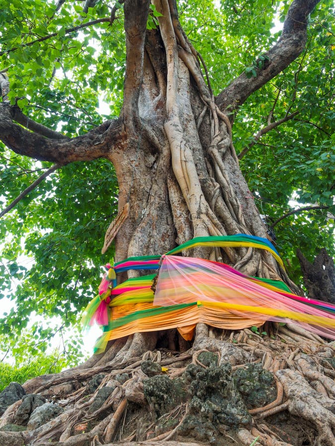 Bodhi Tree with Color Fabric Stock Photo - Image of texture, colorful ...