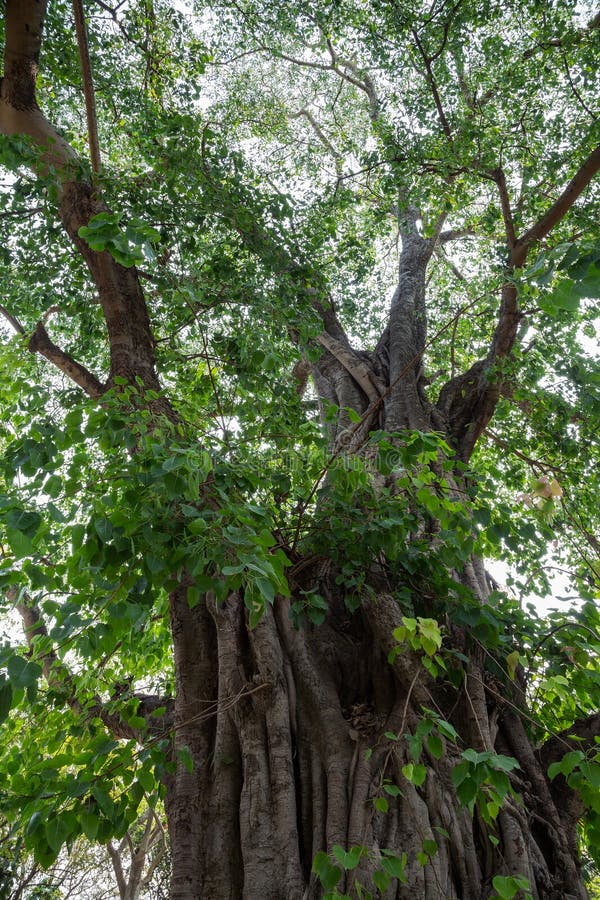 Bodhi Tree (Ficus Religiosa). Stock Image - Image of park, sunlight ...