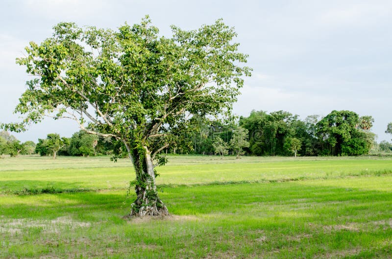 Bodhi tree stock image. Image of ready, planting, green - 57630251