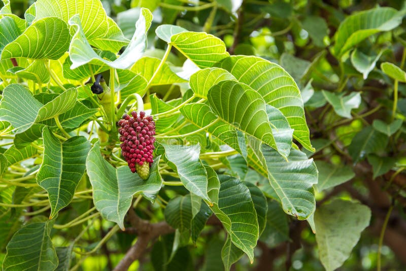 239 Bodhi Flowers Stock Photos - Free & Royalty-Free Stock Photos from ...