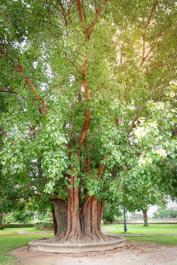 Bodhi tree stock image. Image of grow, heart, plant, bodhi - 98170127