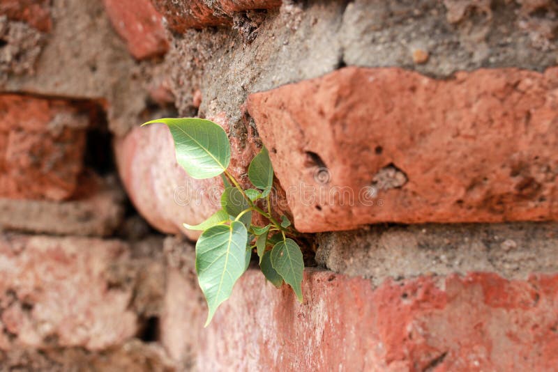 The Bodhi Tree Grow Up of Ruin Bricks Stock Photo - Image of ancient ...