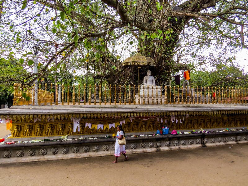 Bodhi Tree, Kelaniya Temple, Colombo, Sri Lanka Editorial Stock Image ...