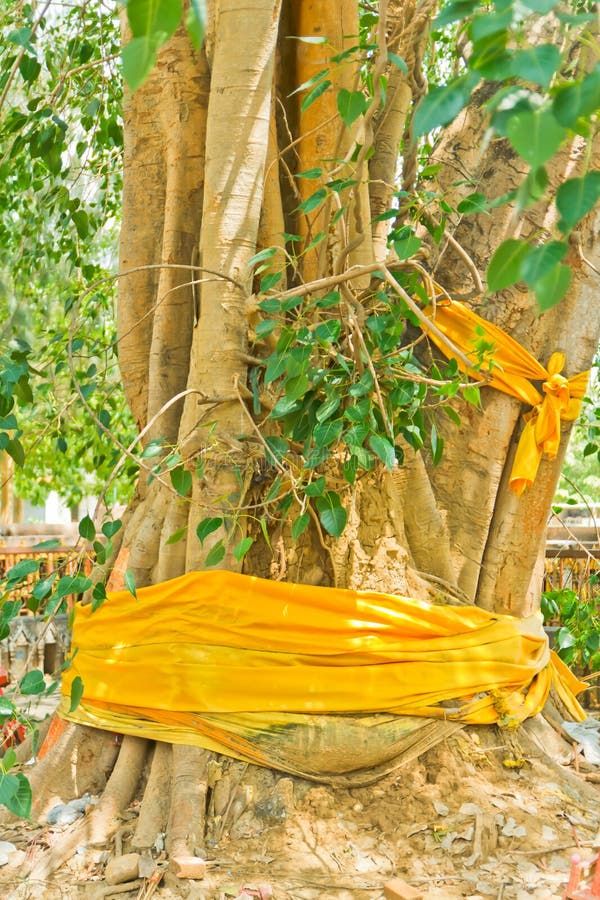 Large Bodhi Tree with Buddha Head in Tree Roots at Wat Mahathat Temple ...