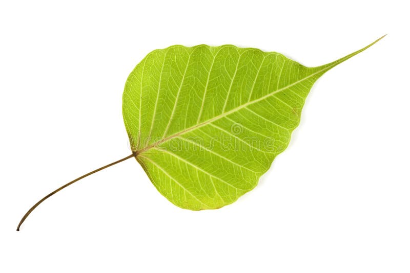 Bodhi tree leaf stock image. Image of tree, botany, leaf - 23127095