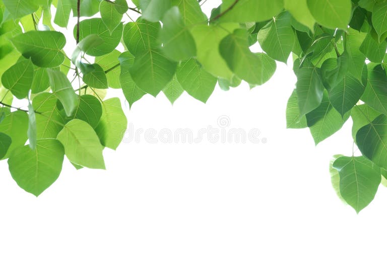 A Bodhi Tree with Leaf and Branches on White Isolated Background for ...