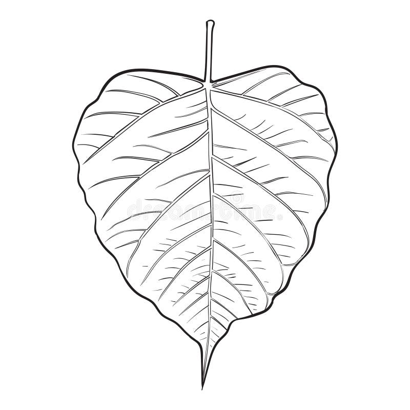 Bodhi Leaf Image Drawing