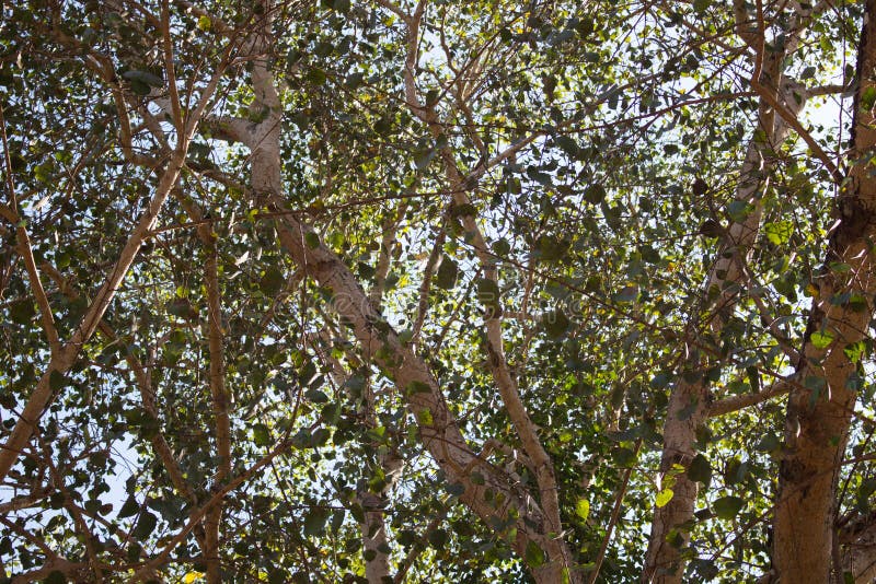 Bodhi Tree Leaf , Sacred Fig Under Sunlight Stock Image - Image of ...