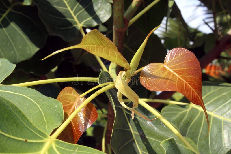 Bodhi Tree Leaves. Bodh Gaya, India Stock Photo - Image of botany ...
