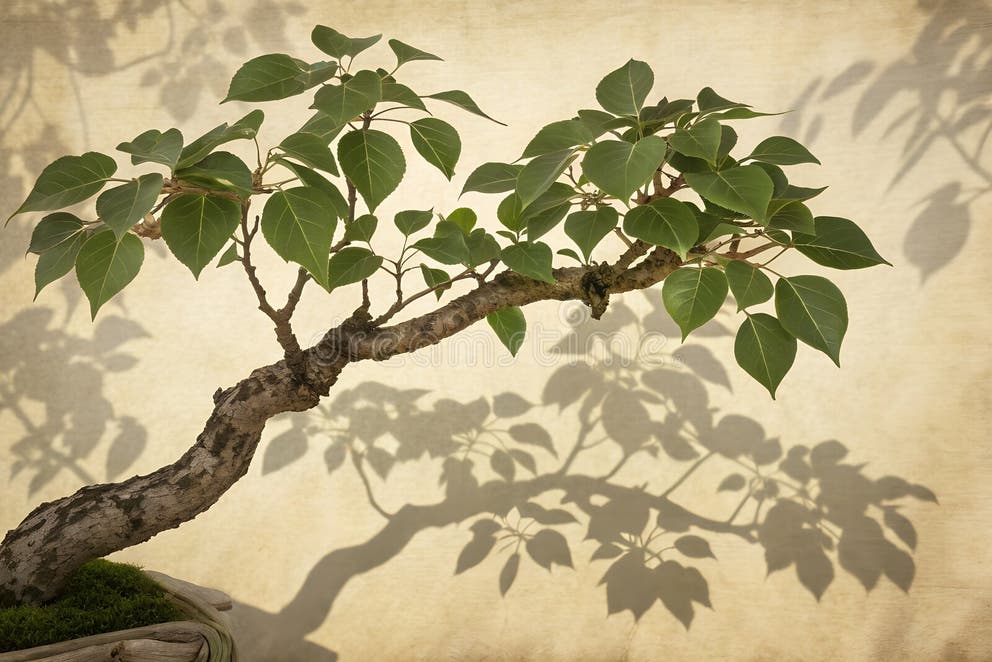 Bodhi Tree Leaves Branch Shadow Nature Stock Illustration ...