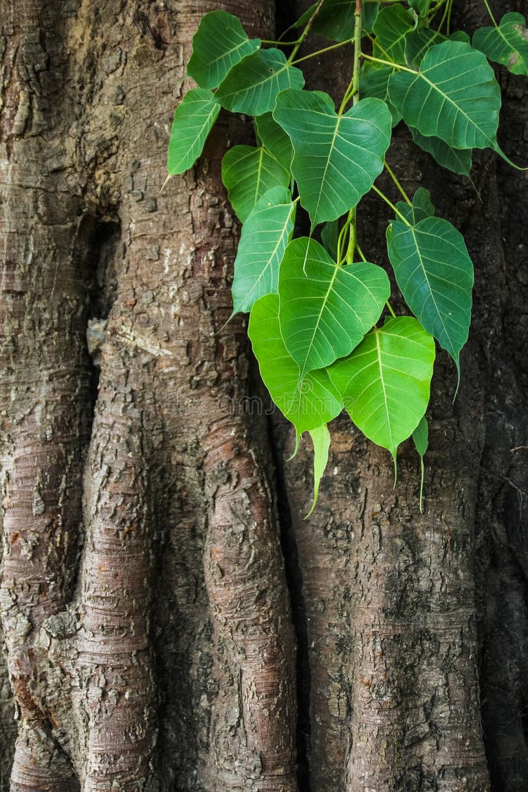 1,331 Pipal Tree Stock Photos - Free & Royalty-Free Stock Photos from ...