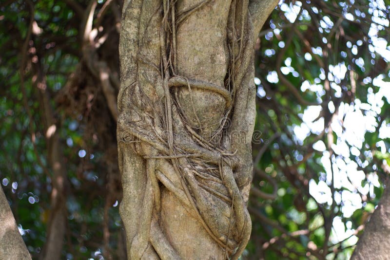 Bodhi Tree stock photo. Image of foliage, enlightenment - 84766540