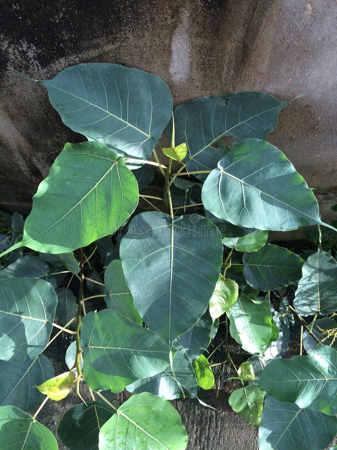Bodhi Tree Little Bodhi Tree Stock Photo - Image of green, buddhism ...