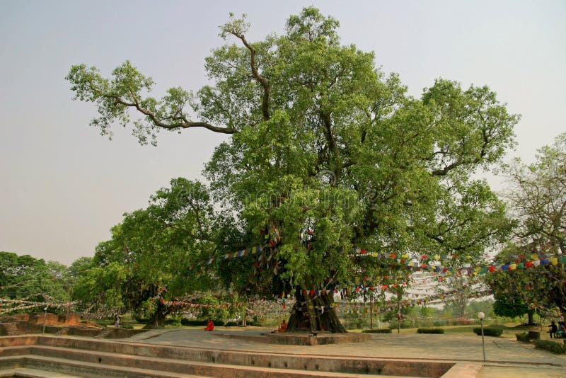 Bodhi Tree in Lumbini (Buddha S Birthplace) Stock Image - Image of ...