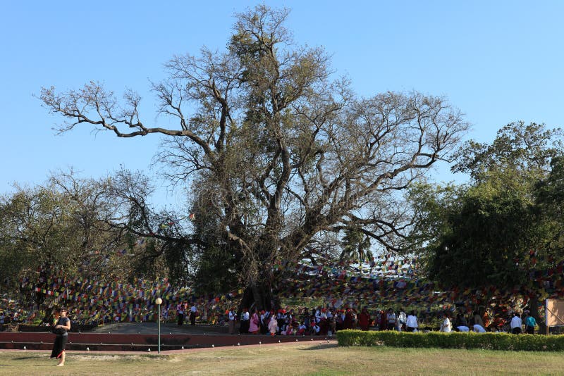 Bodhi Tree in Lumbini Buddha S Birthplace Editorial Photography - Image ...