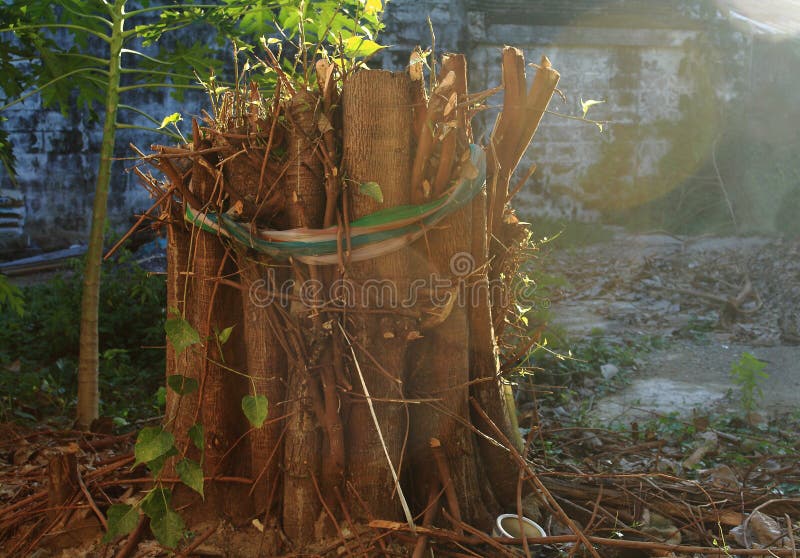 Bodhi tree stock image. Image of ancient, nirvana, embrace - 45604735