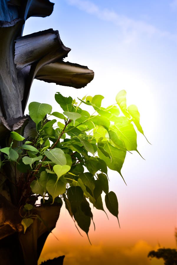 Bodhi Tree Pho on the Palm Tree Stock Image - Image of outdoor, tree ...