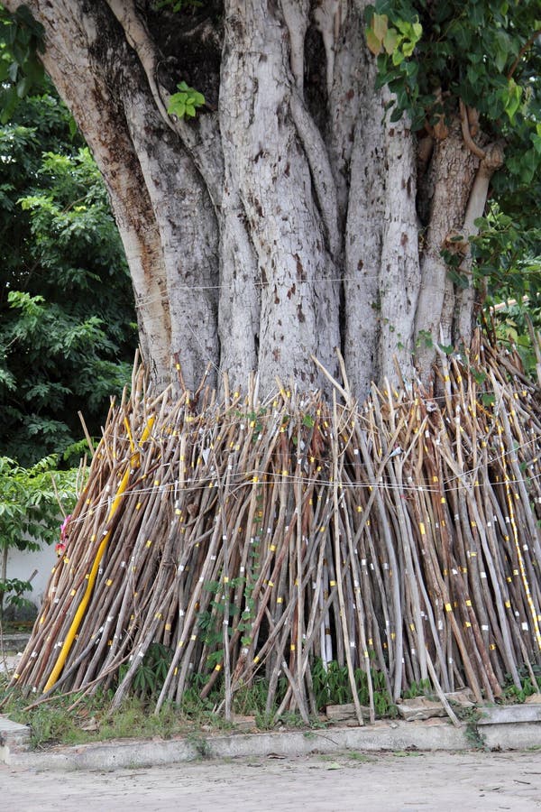 Bodhi tree pole support stock image. Image of environment - 43391623