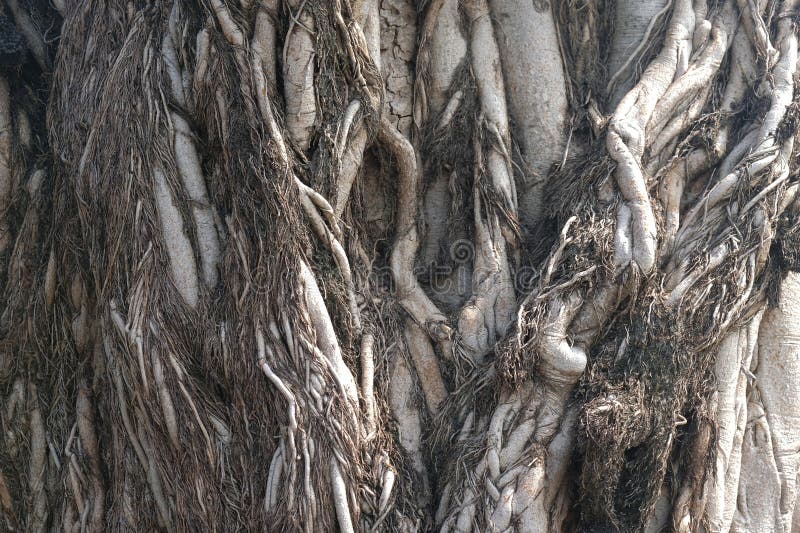 1,207 Pipal Tree Stock Photos - Free & Royalty-Free Stock Photos from ...