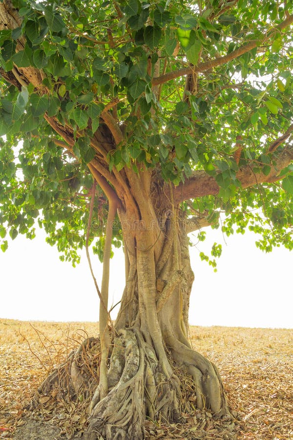 354 Tree Root System Isolated Stock Photos - Free & Royalty-Free Stock ...