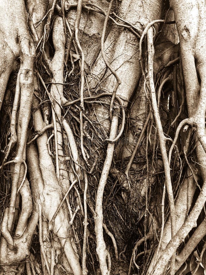 110 Woven Tree Roots Stock Photos - Free & Royalty-Free Stock Photos ...