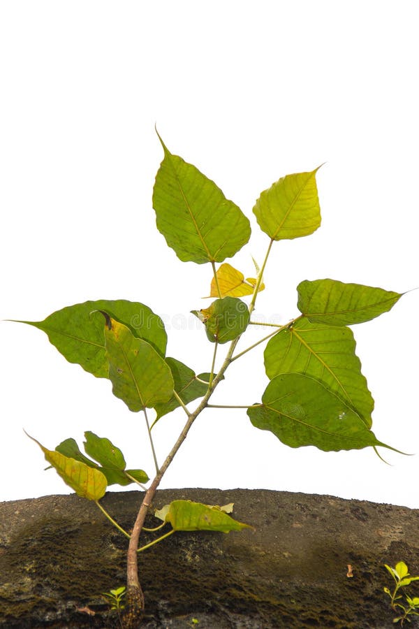 The bodhi tree stock image. Image of tree, religion, ancient - 97414803