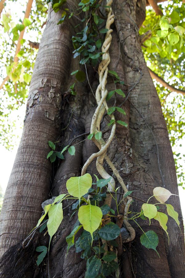 Bodhi Tree / the Tree is a Symbol of Buddhism Stock Photo - Image of ...