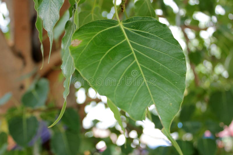 Bodhi Tree stock image. Image of branch, birth, garden - 117658749