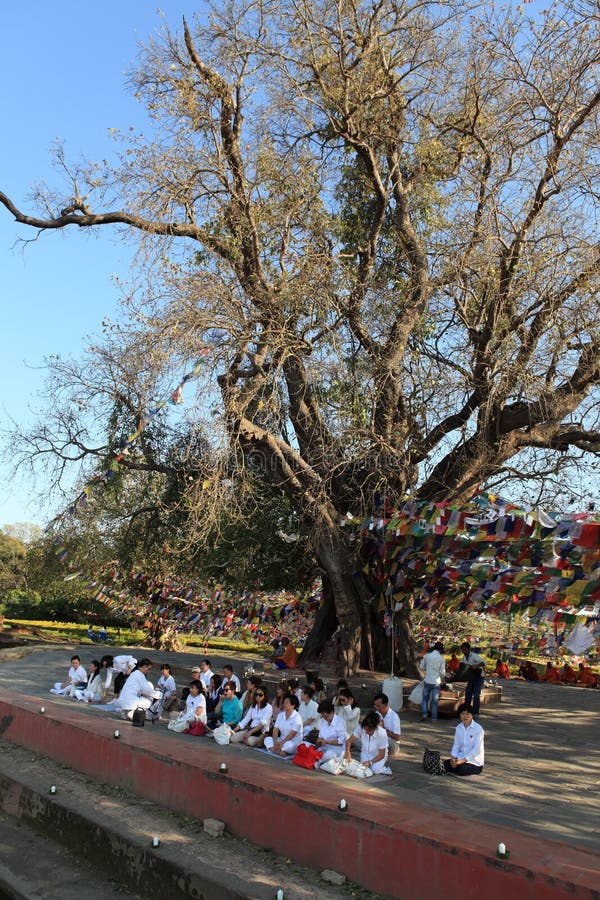 Bodhiboom in De Geboorteplaats Van Lumbini Boedha Redactionele Stock ...
