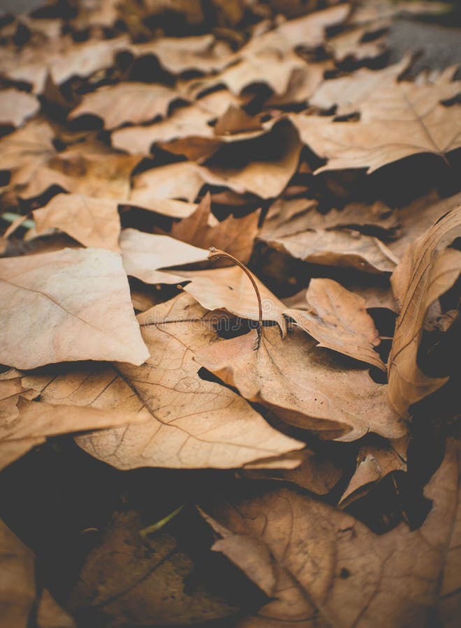 Bodies of autumn stock photo. Image of trees, streets - 157197036