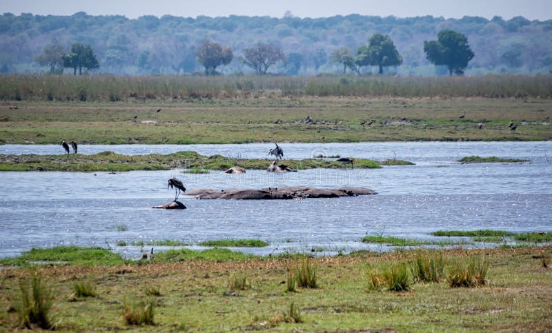 Bacterial Horse Disease Phoenix Stock Photos - Free & Royalty-Free ...