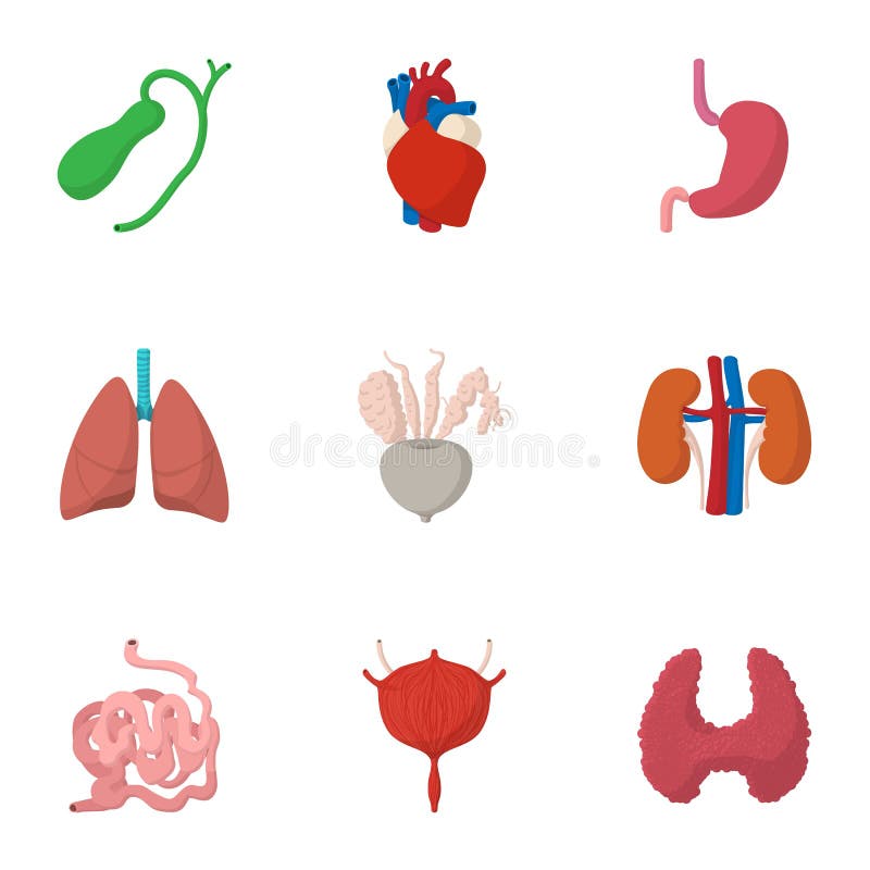 Bodies Icons Set, Cartoon Style Stock Vector - Illustration of body ...