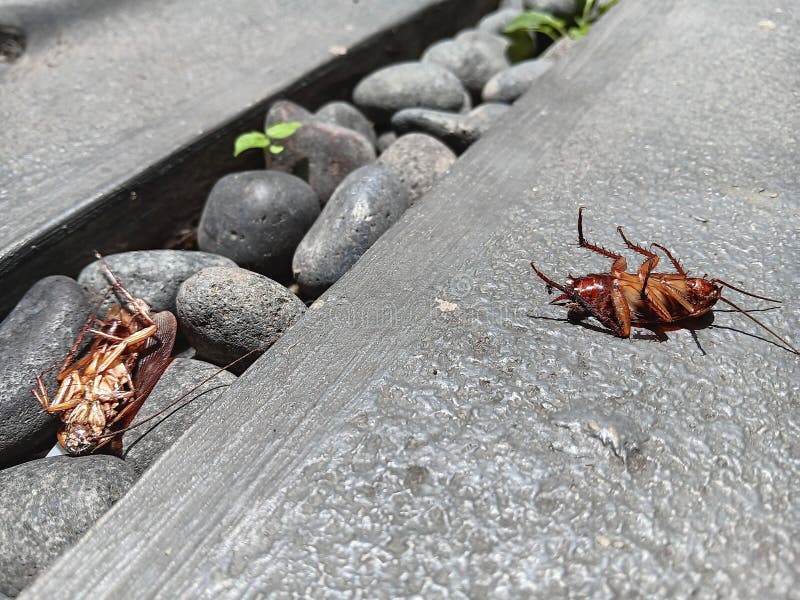 Two dead cockroaches stock image. Image of bodies, dead - 274506359