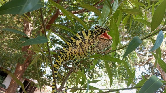 Bodilima in Sri Lanka stock image. Image of lanka, bodilima - 333074327