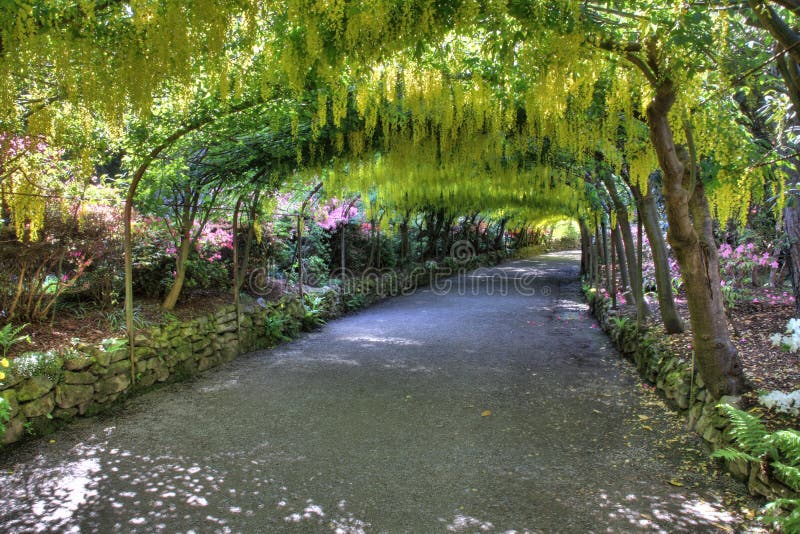 Bodnant Gardens Laburnum Arch Stock Photo - Image of garden, building ...