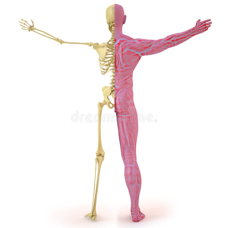 Body stock illustration. Illustration of backbone, front - 19802625