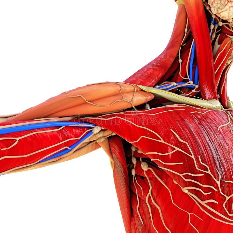 Path of Food, Digestion, Bolus, Intestine Stock Illustration ...