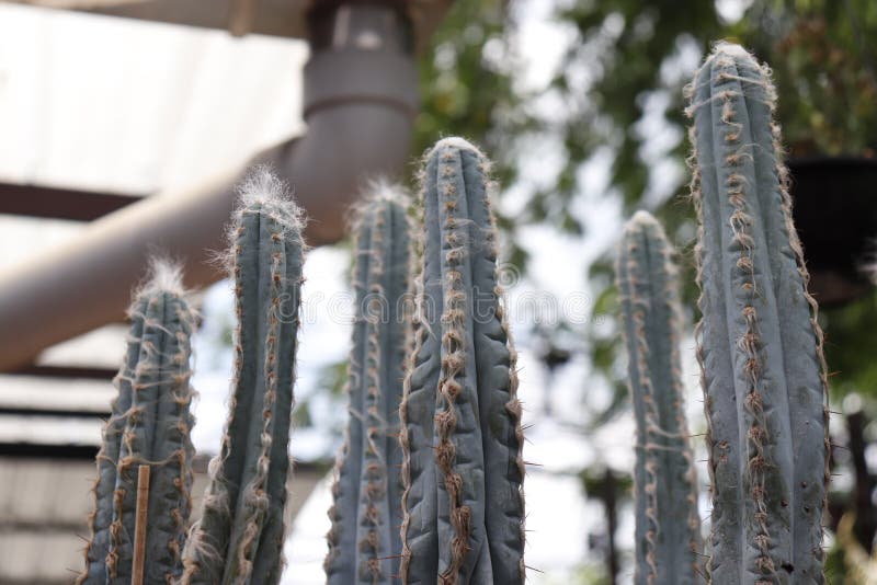 Cactus stock photo. Image of body, cactus, straight - 132949152