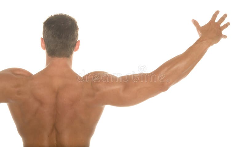 Body builder back stock photo. Image of muscle, champion - 2179220