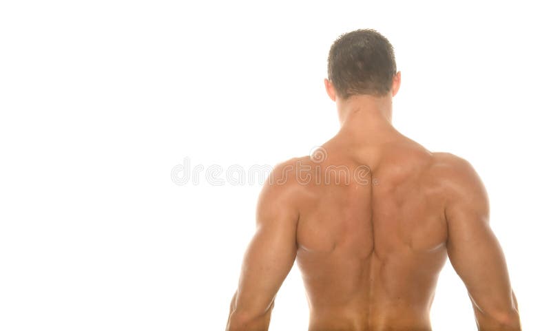 Body builder back stock photo. Image of model, muscular - 2205180