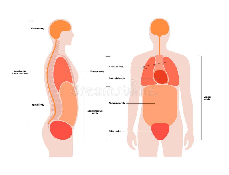 Body cavities poster stock vector. Illustration of compartment - 278138467 Body cavities poster stock vector. Illustration of compartment - 278138467