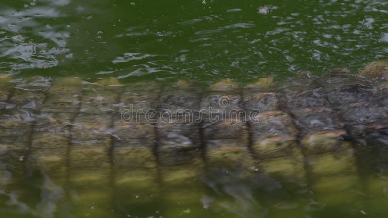 Body of Crocodile Half Submerged in a River of a Natural Park Swimming ...
