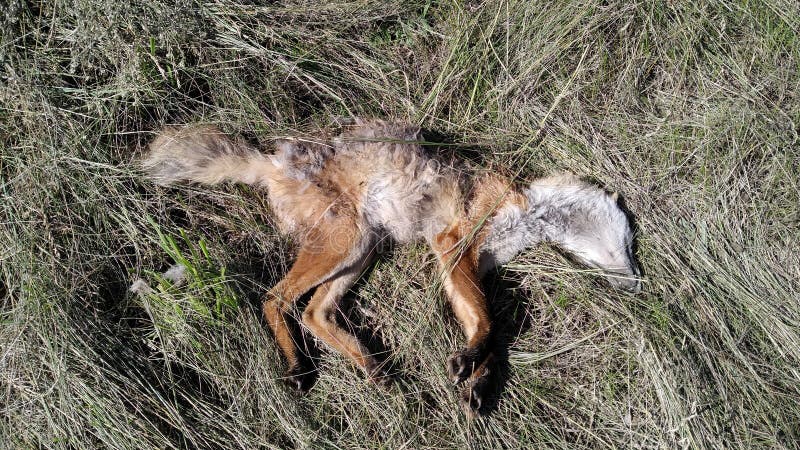 The Body of a Dead Fox. the Dead Animal Decomposes on the Grass Stock ...