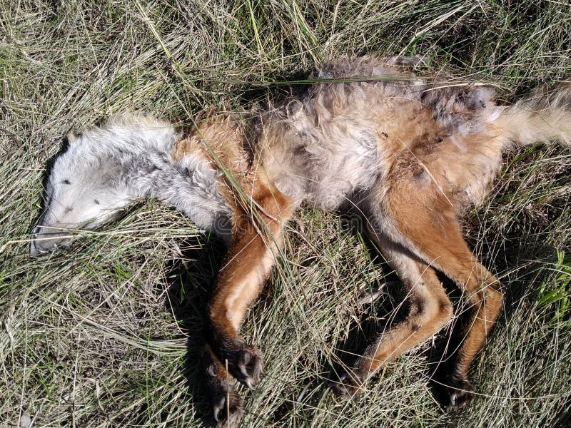 The Body of a Dead Fox. the Dead Animal Decomposes on the Grass Stock ...