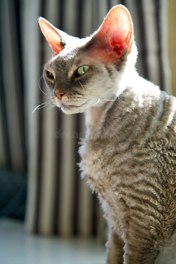 Grey Devon Rex Kitten Yawning Stock Image - Image of pretty, feline ...